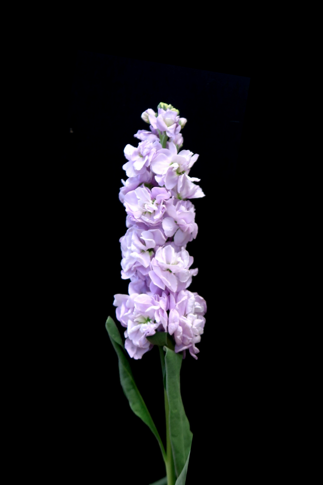 Matthiola - Purple – Dayang Ros Flower Boutique